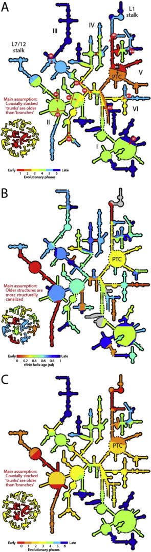 Origin And Evolution Of Lsu Rrna A Insertion Based Evolutionary Model Download Scientific