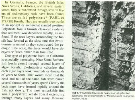 Polystrate Fossil Trees
