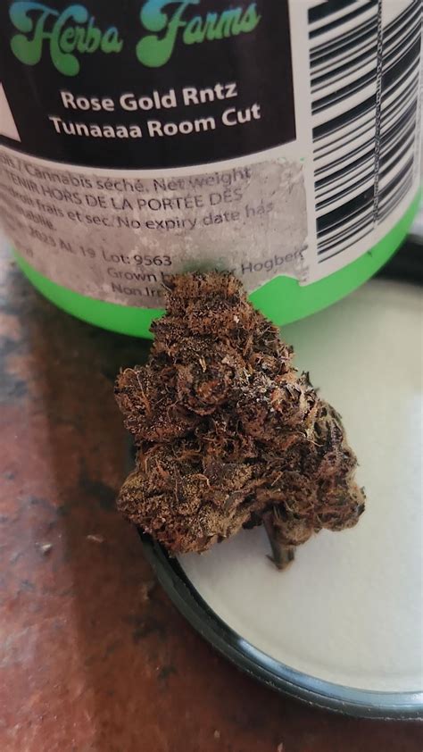 2nd Go At The Rose Gold Runtz By Herba Farms Just As Dank As The