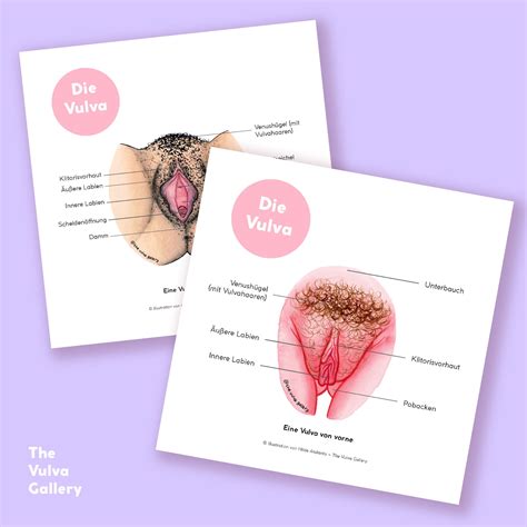 Die Vulva • Set Zur Anatomischen Bildung • Deutsche Übersetzung • 15