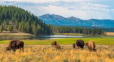 Hayden Valley Yellowstones Wildlife Paradise