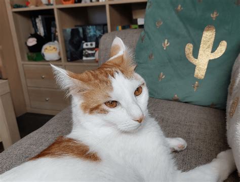 Extending Ear Floof For Takeoff Rairplaneears