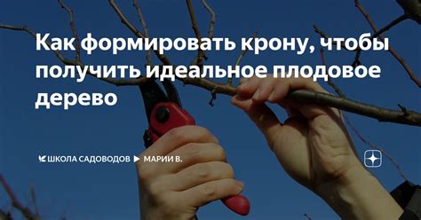 Как формировать крону чтобы получить идеальное плодовое дерево 🌿Школа садоводов Марии В Дзен