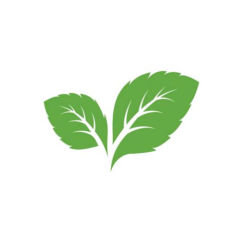 Mint Leaves Icons Leaf Vector Illustration Green Mint Leaves Ecology Nature Element Vector