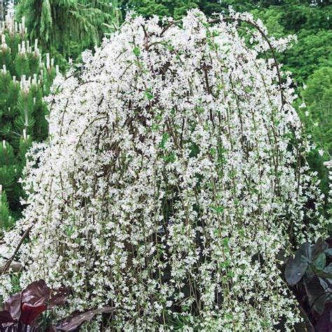 Direct Gardening Snow Fountain White Flowering Weeping Cherry Dormant