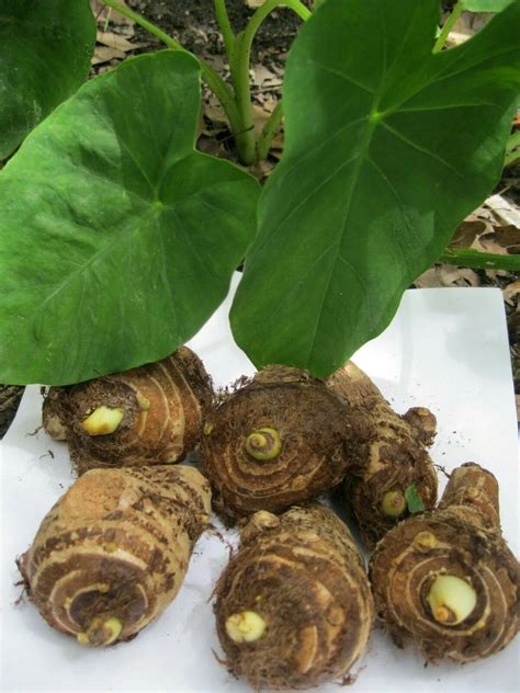 Raíz De La Planta De Taro