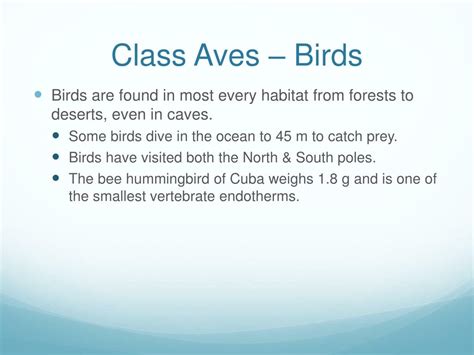 Ppt Birds Powerpoint Presentation Free Download Id1090953