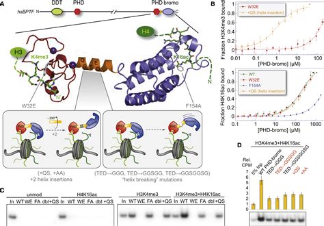 Recognition Of A Mononucleosomal Histone Modification Pattern By Bptf Via Multivalent
