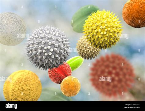 Pollen Grains From Different Plants Conputer Illustration Pollen Grain Size Shape And Surface
