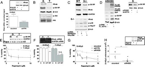 Identification Of An Atf6 Rheb Mtor Survival Pathway In D Hep3 A
