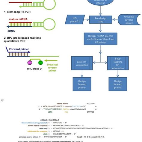 Pdf A Versatile Method To Design Stem Loop Primer Based Quantitative