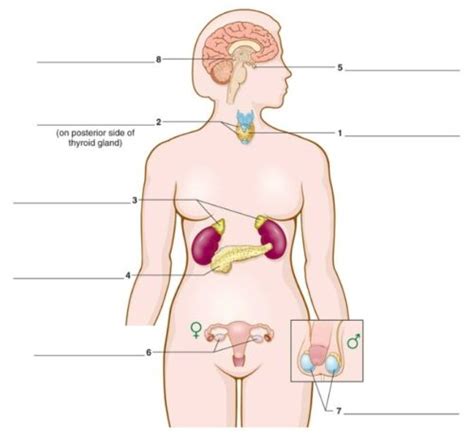Endocrine Assignment Brief Enhance Me Training Academy