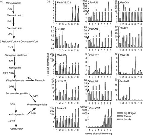 A Model Of Anthocyanin Synthesis Pathway And Transcription Factor Download Scientific Diagram