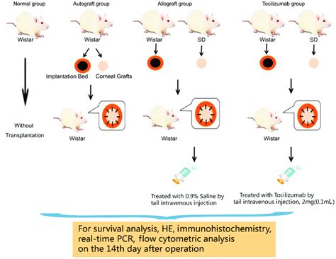 Schematic Representation Of The Experiment Download Scientific Diagram