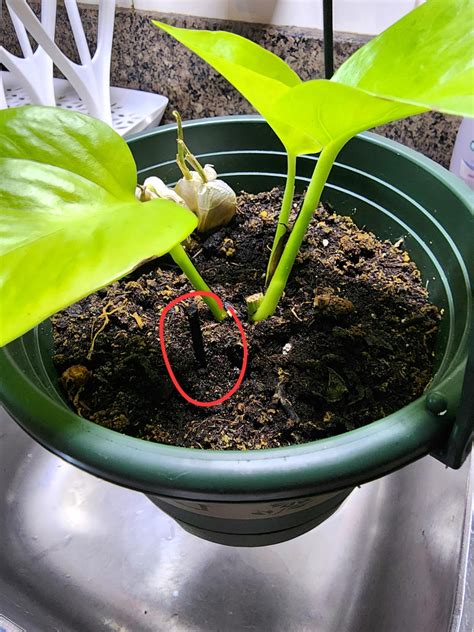 Diffuser Wick For Self Watering Planters Rindoorgarden