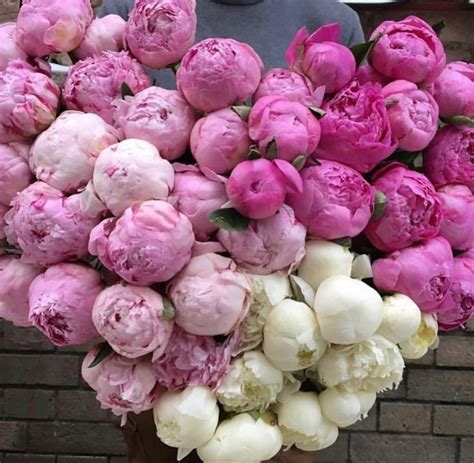 Assorted Peonies For Sale Peonies For Sale Wholesale Flowers