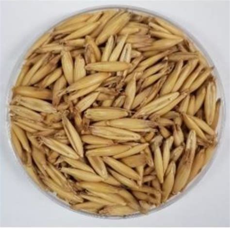 새싹귀리 근육감소증 개선 효과 있다