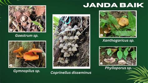 Species And Functional Diversity Of Macrofungi In Pahang Fyp Outstanding