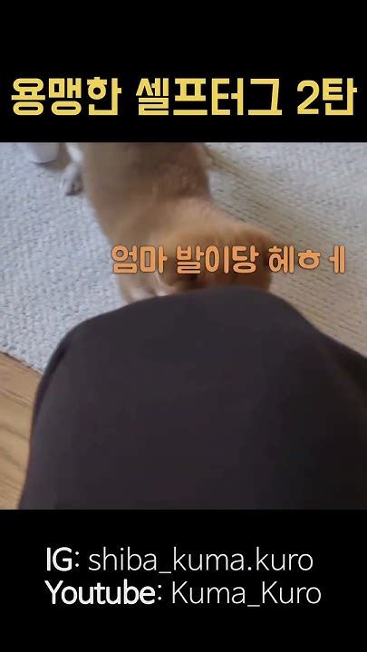 용맹하지만 뭔가 귀여운 시바견 Youtube