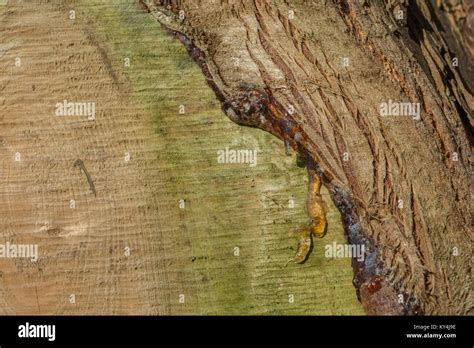 Sap Tree High Resolution Stock Photography And Images Alamy