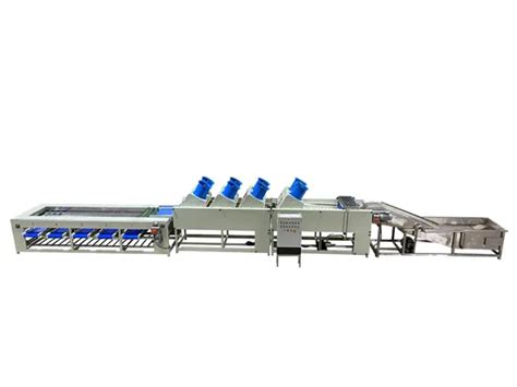 Dates Washing Drying Sorting Machine Fruits Grading Machine And Date