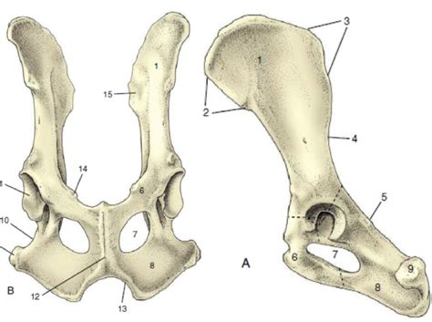 Pelvic Limb Diagram Quizlet