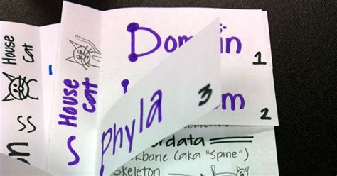 Life In Middle School Animal Classification Foldable