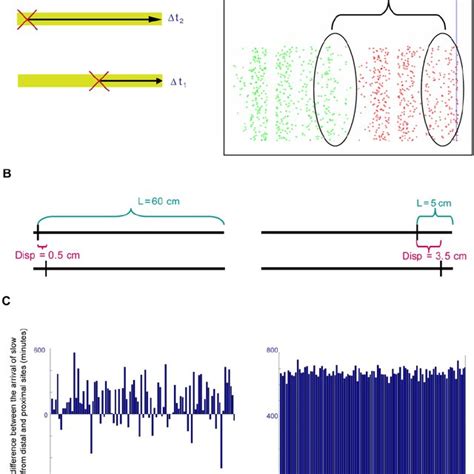 Modeling Approach A Comparing Distance Measurements For Distal And Download Scientific