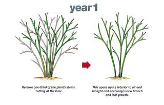 How To Prune Small Trees And Shrubs This Old House