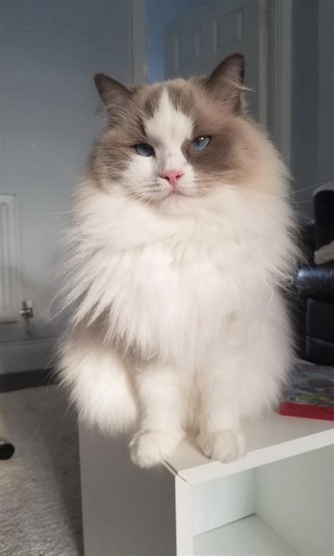 Alma The Unamused Scrolller