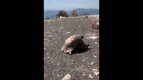 Turtle Sex With Sound Funny Turtle Making Weird Noises Las Tortugas