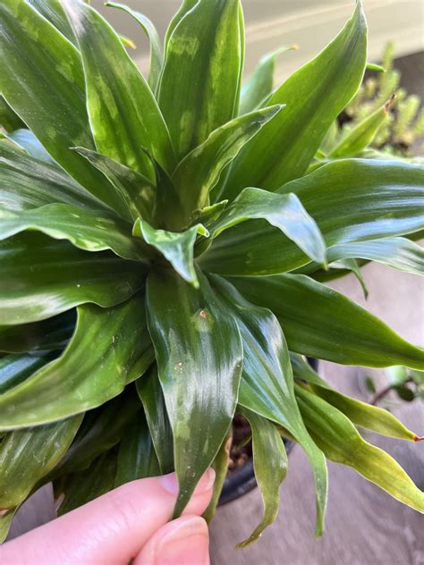 Dammit Janet R Plants