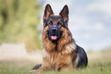 Black Lab German Shepherd Mix All About The Black Sheprador