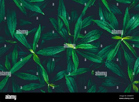 Green Leaves Pattern Summer Natural Plant Backgrounds Nature