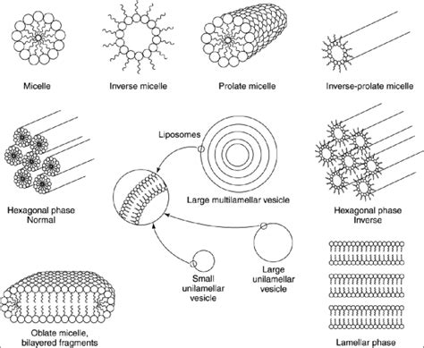 Lipid Assemblies Figure From Ref 116 Download Scientific Diagram