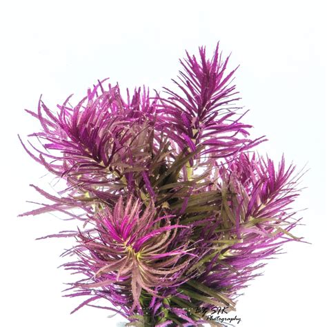 Limnophila Aromatica Hippuroides