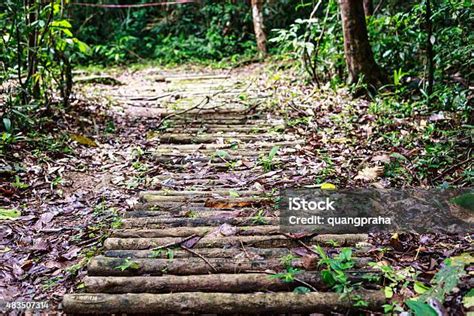 Perjalanan Darat Di Hutan Tropis Yang Terbuat Dari Pohon Foto Stok Unduh Gambar Sekarang Istock