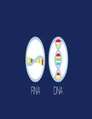 Understanding Nucleic Acids Building Blocks Of Genetic Course Hero