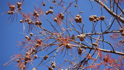 Red Brown And Rounded Cones Of Taxodium Distichum Secrest Growing