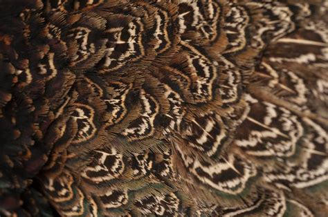 Anatomyofapheasant2193 Photography By Carol Oliveto Saatchi Art