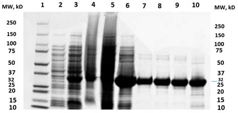 Ijms Free Full Text Anti Tuberculosis Potential Of Ojt008 Against Active And Multi Drug