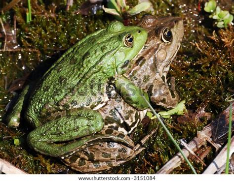 Frog Sex Stock Photo Edit Now