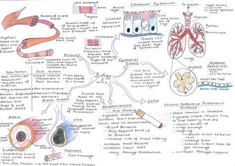 Btec Applied Science Level 3 Btec Criminal Investigation Unit 1 Biology Exam Revision Teaching