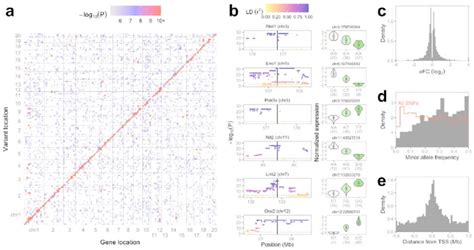 Overview Of Eqtls For Nucleus Accumbens Core A Full Genome Eqtl Scans