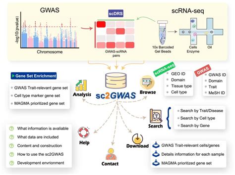 Sc2gwas A Comprehensive Platform Linking Single Cell And Gwas Traits Of Human Pmc