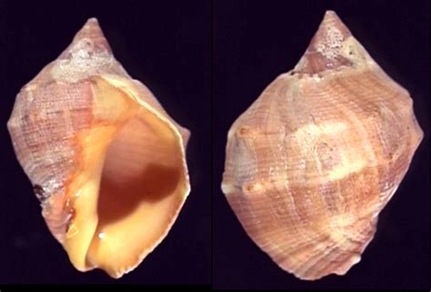 Muricidae From Mindanao Pi Molluscan Science Foundation