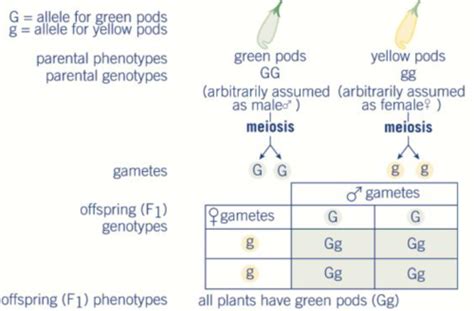 Inheritance Flashcards Quizlet