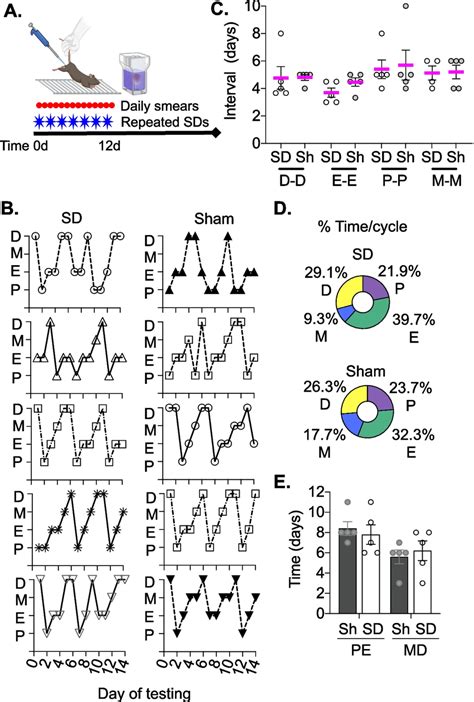 Repeated SD Does Not Affect Estrus Cycling Vaginal Smears Were Download Scientific Diagram