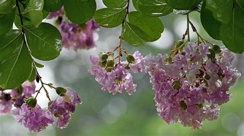 Clear Signs You May Be Overwatering Your Crepe Myrtle Tree