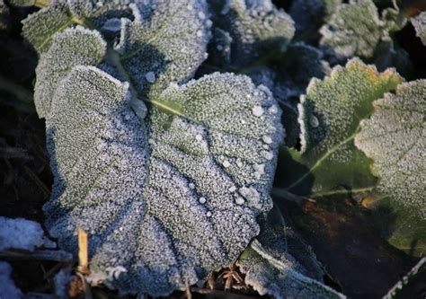 Invierno Congelado ¿por Qué Y Cómo Se Forma La Temida Escarcha